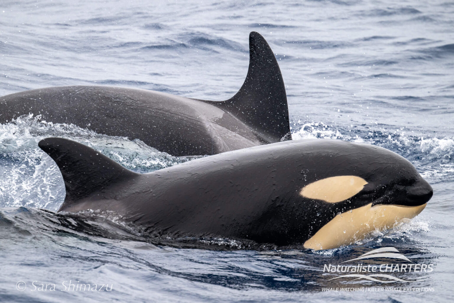 What Should I Bring on a Bremer Bay Killer Whale Expedition? | Legend ...